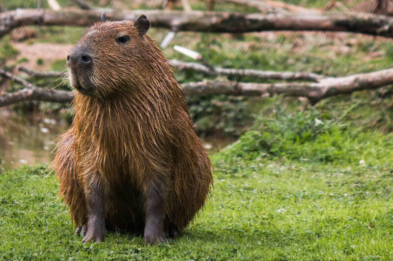 Tổng hợp ảnh Capybara cute, ảnh chibi hài hước đến vô tri