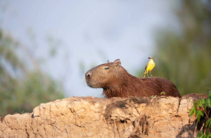 Tổng hợp ảnh Capybara cute, ảnh chibi hài hước đến vô tri