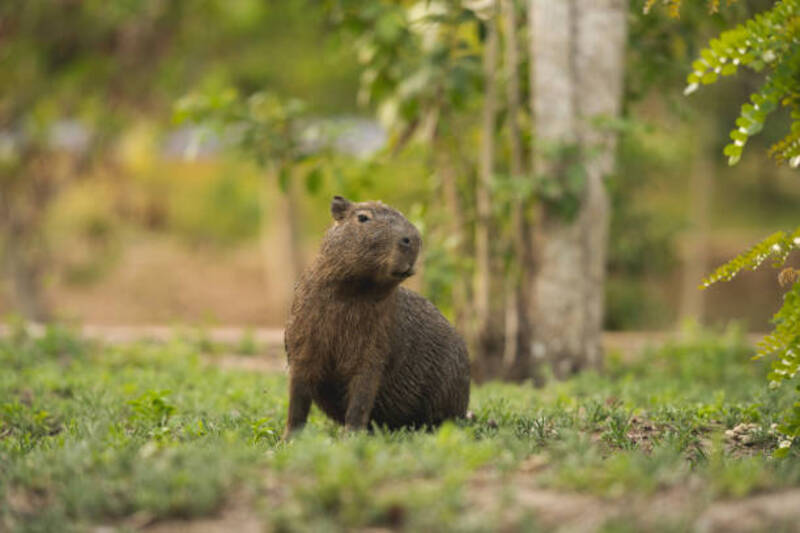Tổng hợp ảnh Capybara cute, ảnh chibi hài hước đến vô tri