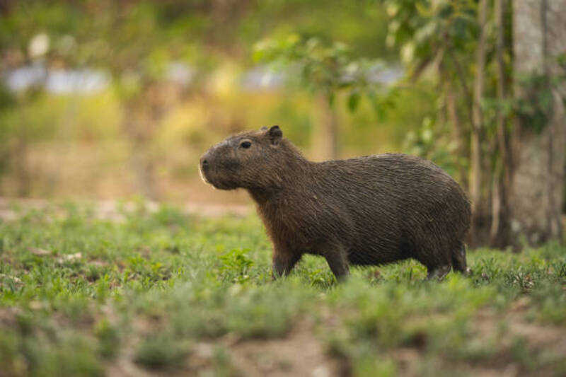 Tổng hợp ảnh Capybara cute, ảnh chibi hài hước đến vô tri