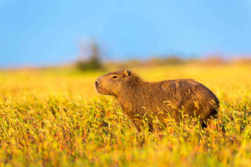 Tổng hợp ảnh Capybara cute, ảnh chibi hài hước đến vô tri