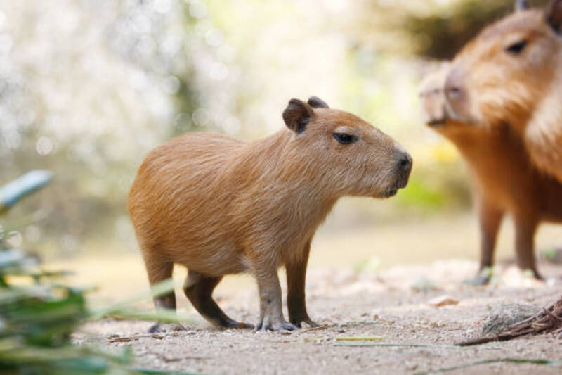Tổng hợp ảnh Capybara cute, ảnh chibi hài hước đến vô tri