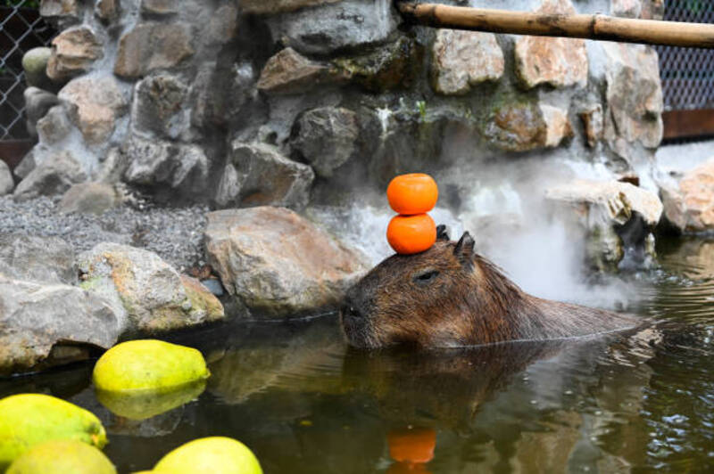 Tổng hợp ảnh Capybara cute, ảnh chibi hài hước đến vô tri