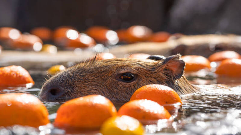 Tổng hợp ảnh Capybara cute, ảnh chibi hài hước đến vô tri