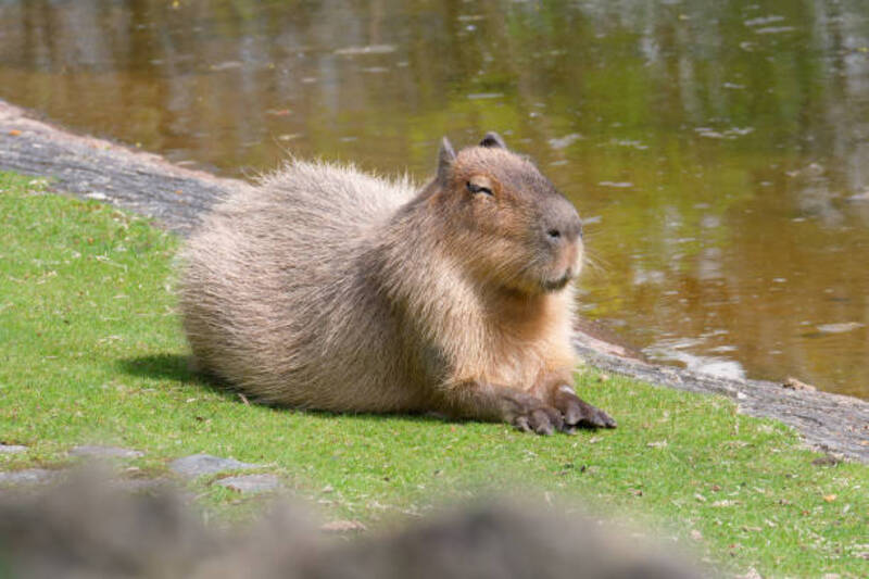 Tổng hợp ảnh Capybara cute, ảnh chibi hài hước đến vô tri