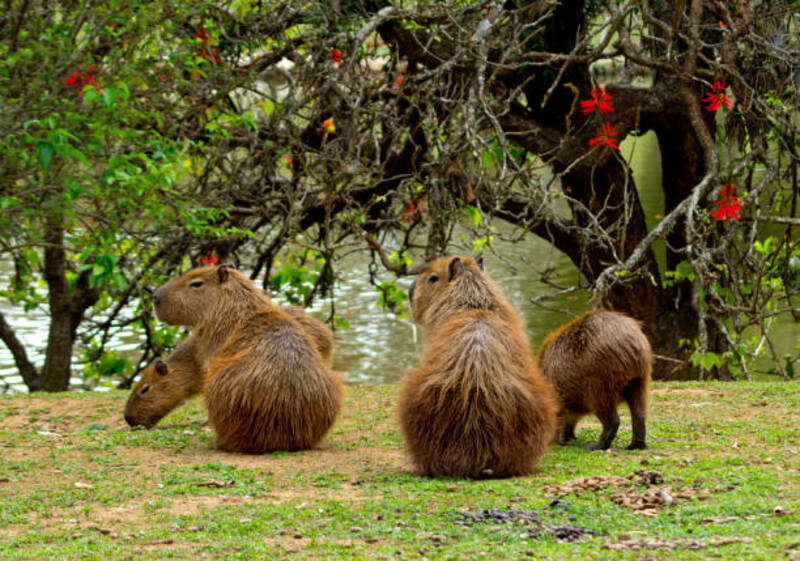 Tổng hợp ảnh Capybara cute, ảnh chibi hài hước đến vô tri