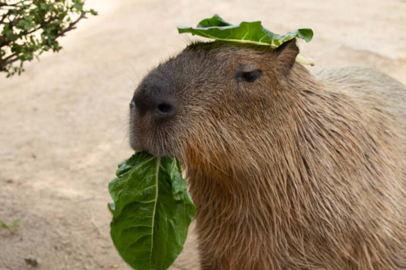 Tổng hợp ảnh Capybara cute, ảnh chibi hài hước đến vô tri