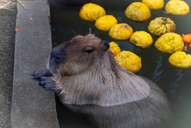 Tổng hợp ảnh Capybara cute, ảnh chibi hài hước đến vô tri