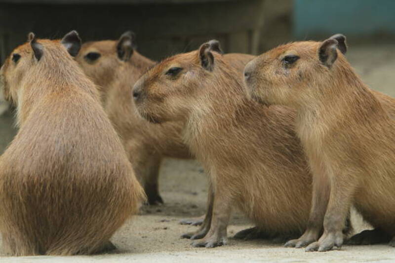 Tổng hợp ảnh Capybara cute, ảnh chibi hài hước đến vô tri