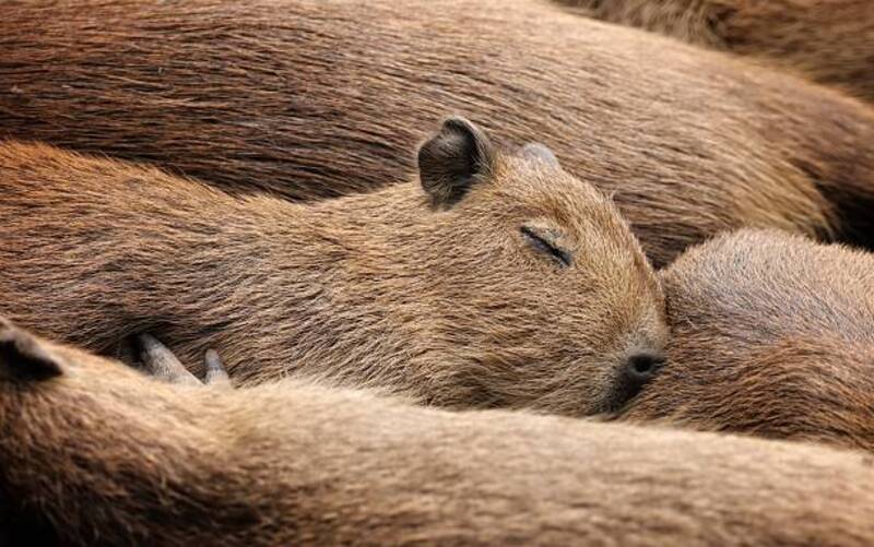 Tổng hợp ảnh Capybara cute, ảnh chibi hài hước đến vô tri