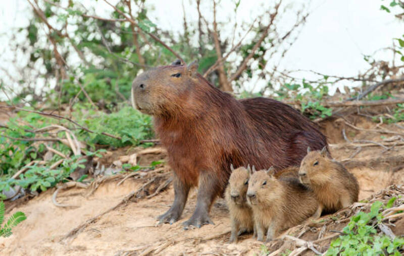 Tổng hợp ảnh Capybara cute, ảnh chibi hài hước đến vô tri