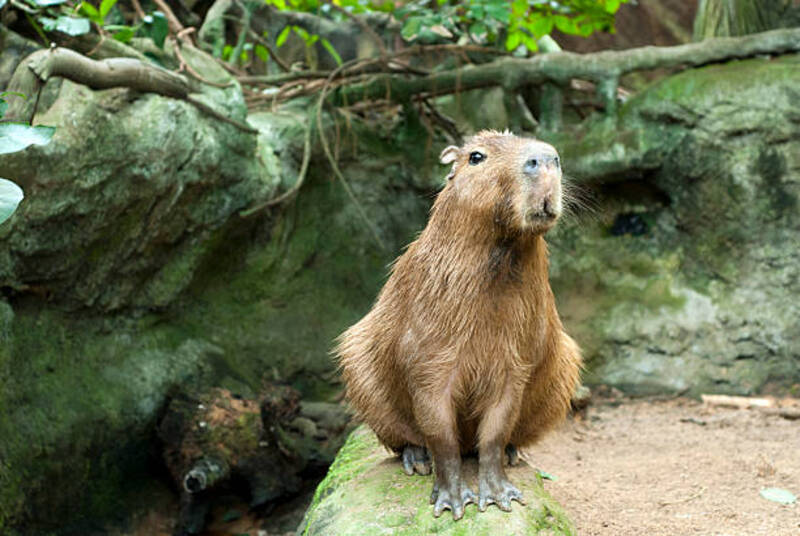 Tổng hợp ảnh Capybara cute, ảnh chibi hài hước đến vô tri