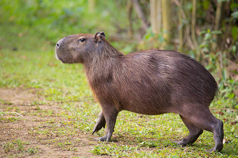 Tổng hợp ảnh Capybara cute, ảnh chibi hài hước đến vô tri