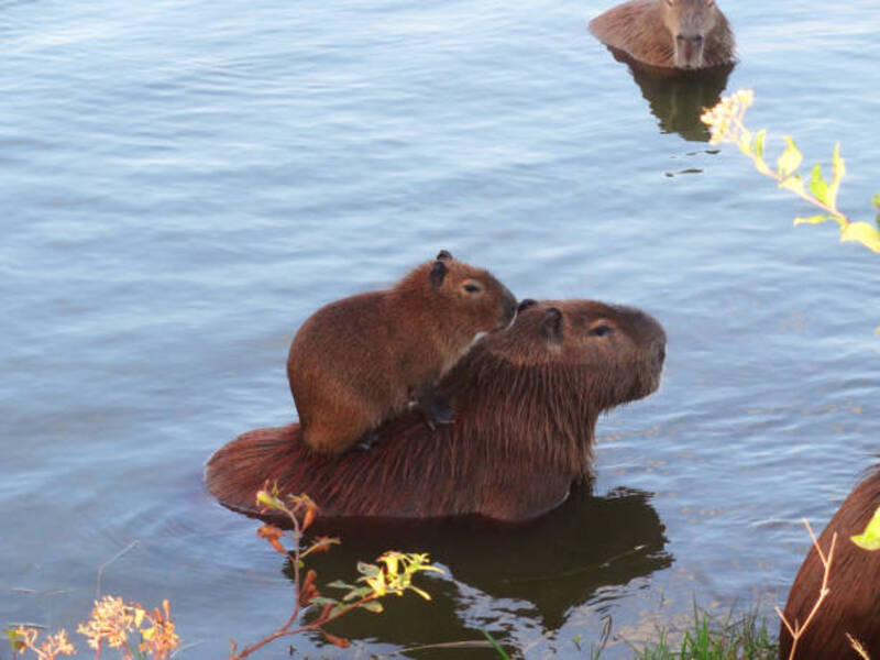 Tổng hợp ảnh Capybara cute, ảnh chibi hài hước đến vô tri
