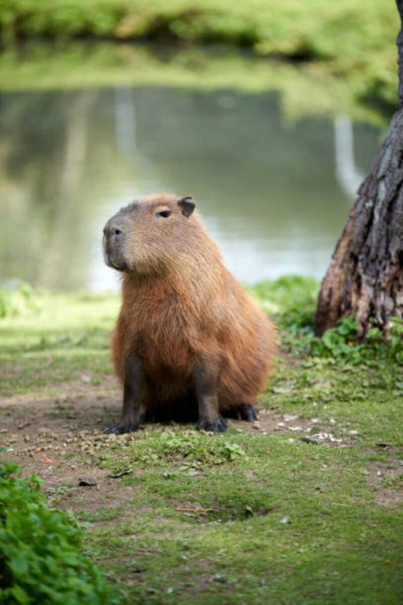 Tổng hợp ảnh Capybara cute, ảnh chibi hài hước đến vô tri