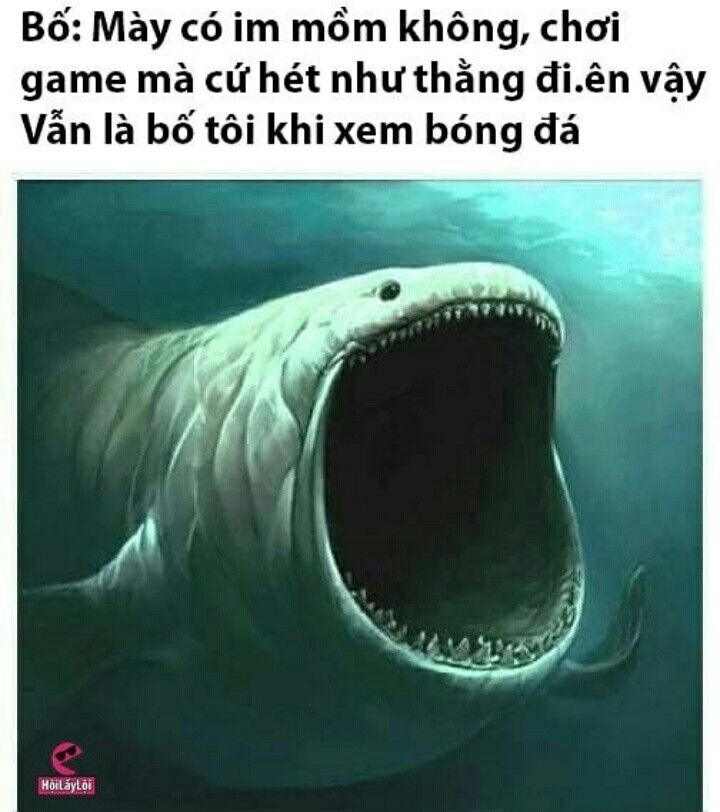 Cá mập meme: năng lượng cười sảng khoái nhất hiện nay 2025