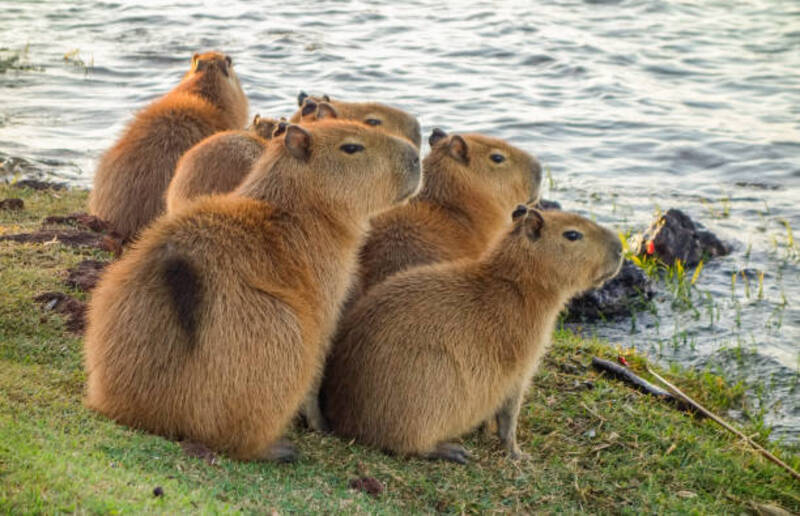Tổng hợp ảnh Capybara cute, ảnh chibi hài hước đến vô tri