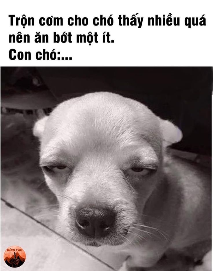 Cơm chó meme: ấn tượng mạnh cùng những khoảnh khắc yêu thương lãng mạn