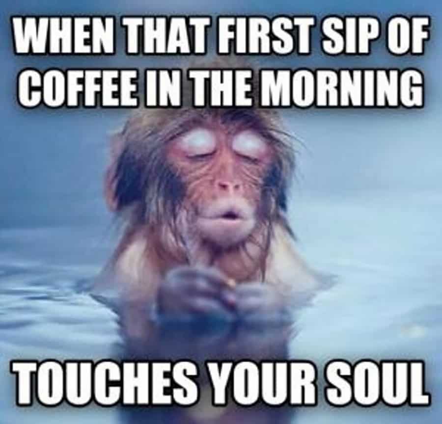 Thả mình vào bộ sưu tập good morning meme độc đáo 2025