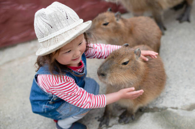 Tổng hợp ảnh Capybara cute, ảnh chibi hài hước đến vô tri