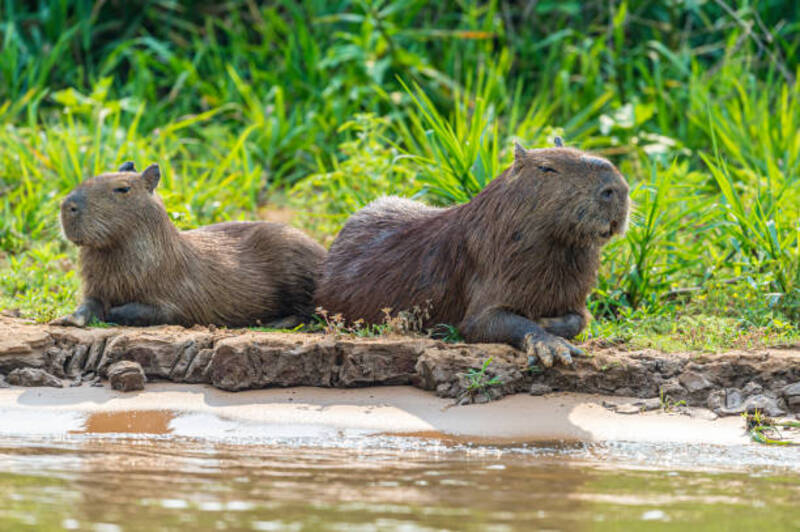 Tổng hợp ảnh Capybara cute, ảnh chibi hài hước đến vô tri