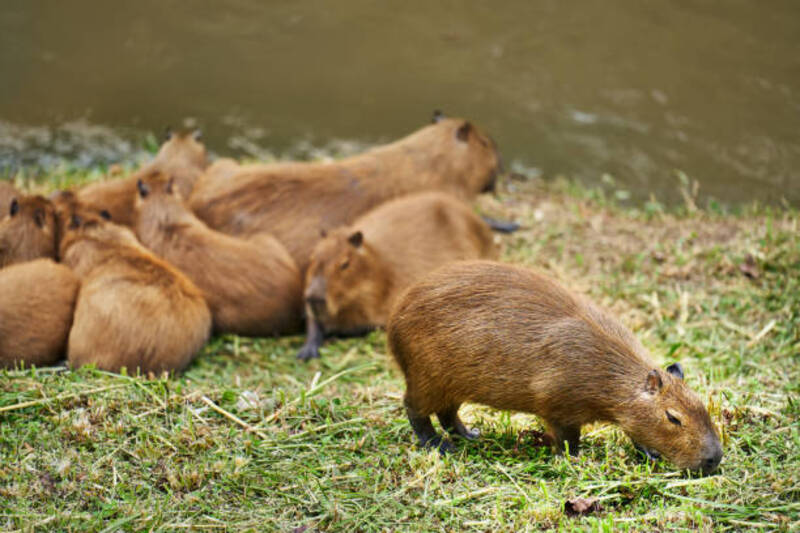 Tổng hợp ảnh Capybara cute, ảnh chibi hài hước đến vô tri