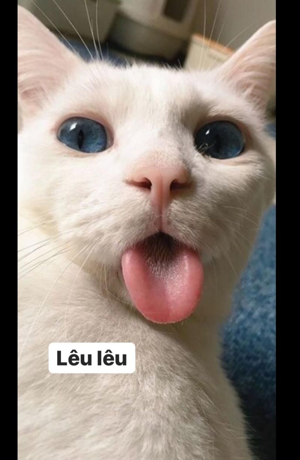 Meme lêu lêu: cập nhật xu hướng hài hước 2025 cho giới trẻ