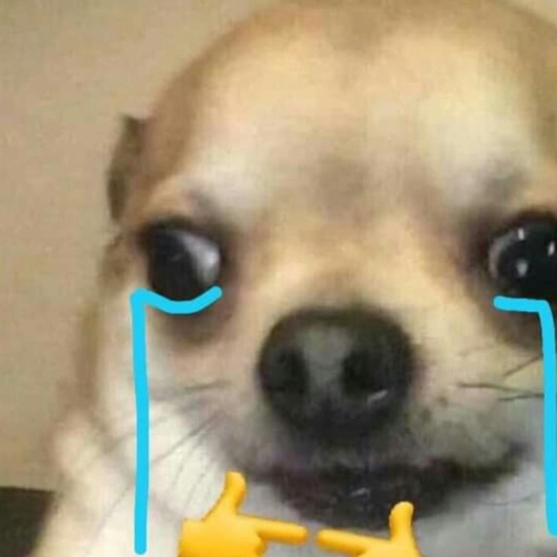 Ấn tượng mạnh cùng meme ảnh chó hài bá đạo nhất quả đất