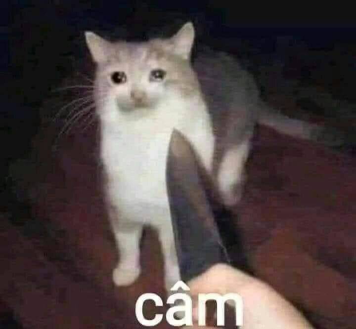 Tận hưởng bộ sưu tập meme cầm dao hài hước cực chất 2025