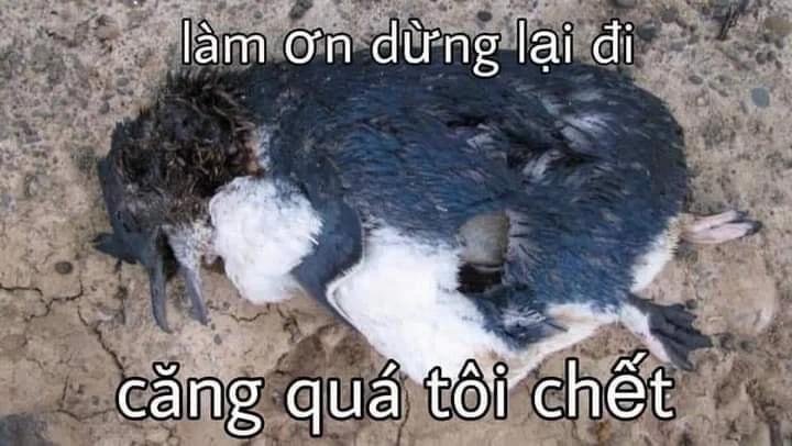 Thư giãn cùng bộ meme chim cánh cụt hài hước nhất 2025