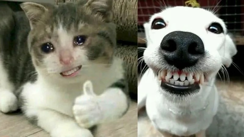 Meme chó cười: hòa mình vào tiếng cười siêu đáng yêu 2025
