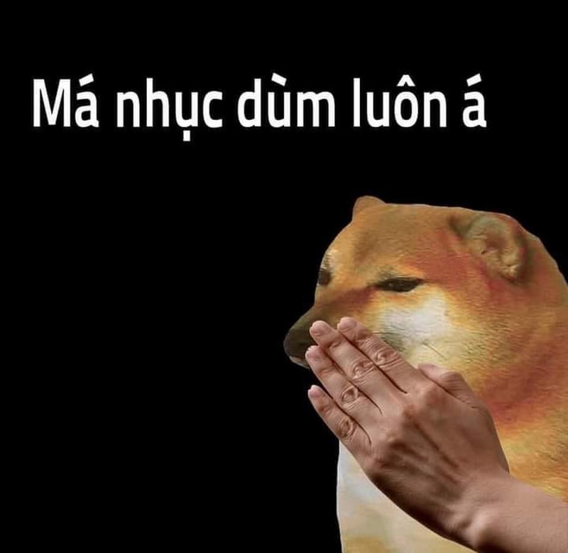 Meme chó cười: hòa mình vào tiếng cười siêu đáng yêu 2025