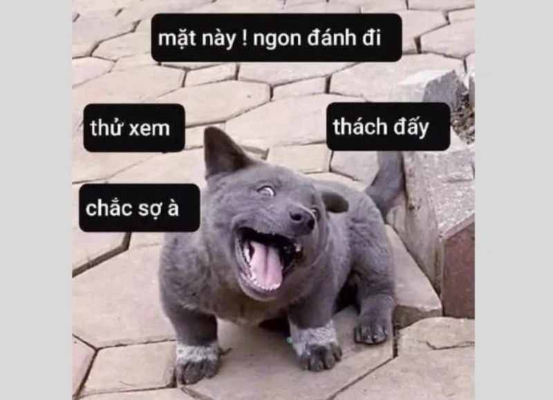 Meme chó cười: hòa mình vào tiếng cười siêu đáng yêu 2025