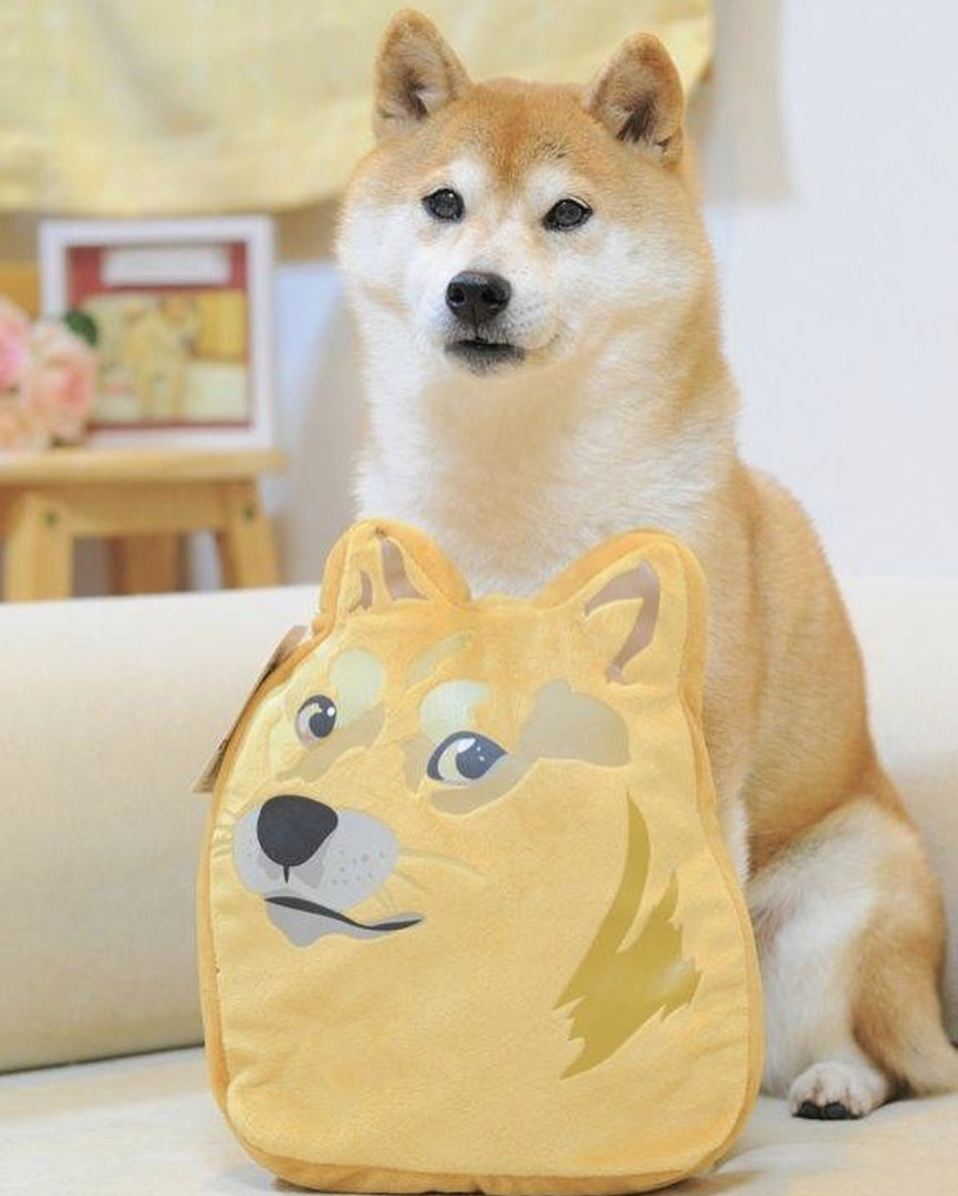 Tạo điểm nhấn với meme chó shiba hài hước khiến bạn cười cả ngày