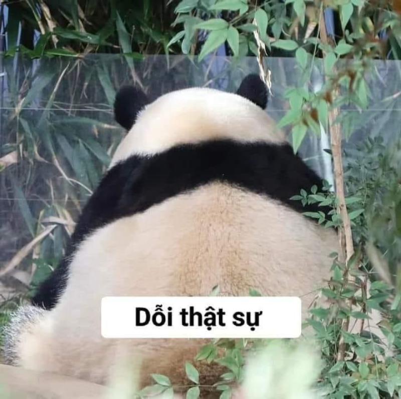 Trọn bộ Meme dỗi cute, dỗi người yêu hài hước ngọt ngào