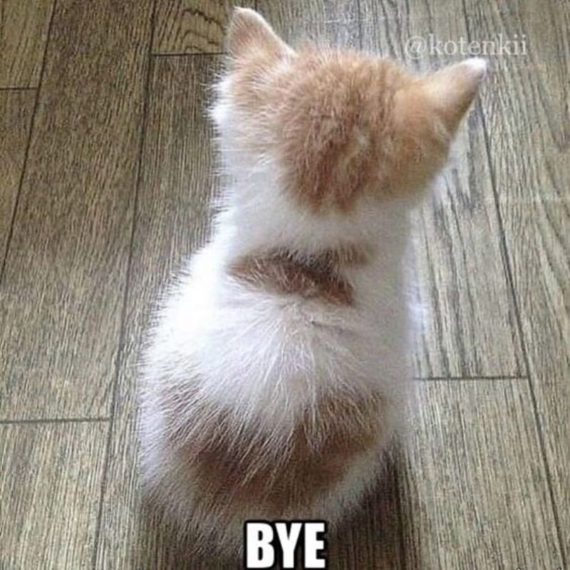 FULL bộ 30+ meme mèo cute siêu hài cười vỡ bụng