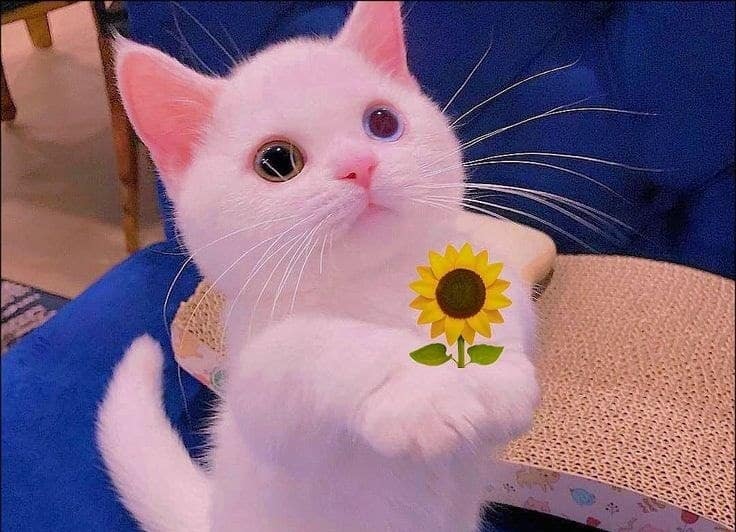 Thêm sắc rực rỡ với meme tặng hoa ngập tràn cảm xúc 2025