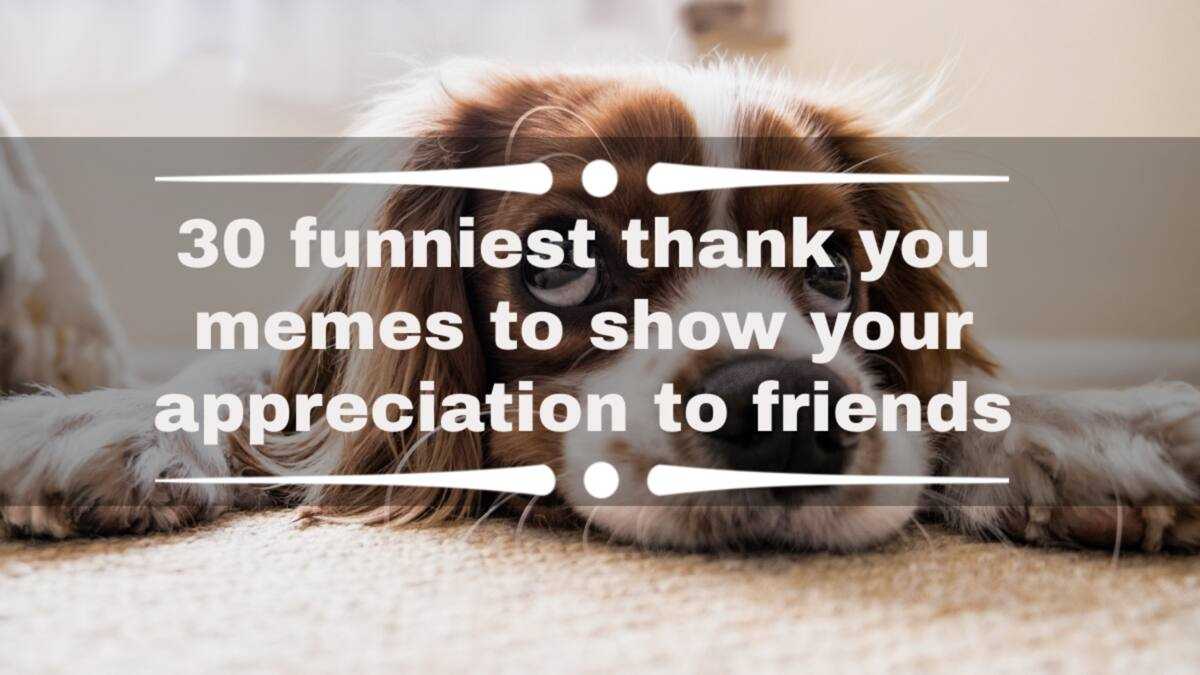 Cập nhật xu hướng meme thank you độc đáo cho giới trẻ 2025